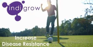 Indigrow Unveils Diamond Green Liquid Fertiliser - Asian Golf Industry ...